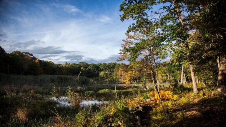 Mary Moore Preserve - Sharon Land Trust
