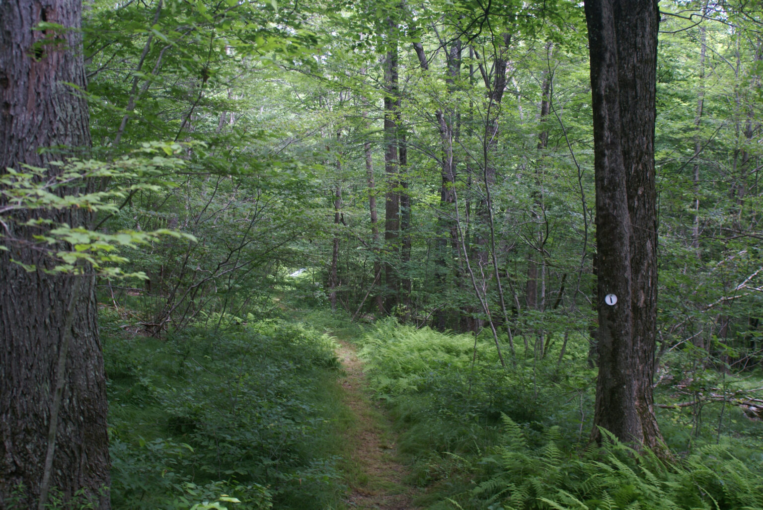 Mary Moore Preserve - Sharon Land Trust