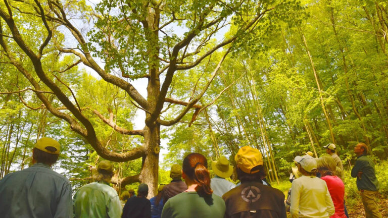 Mary Moore Preserve - Sharon Land Trust