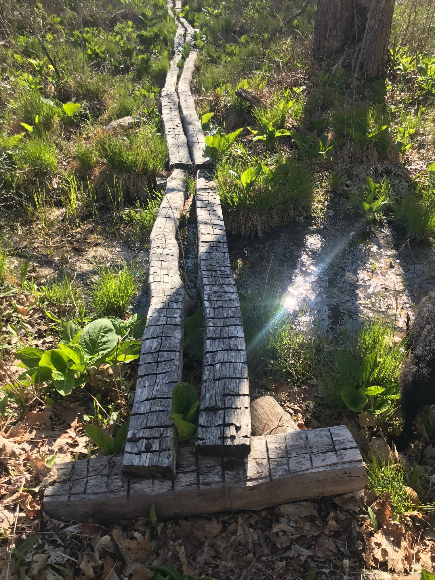 Sharon Mountain Preserve - Sharon Land Trust